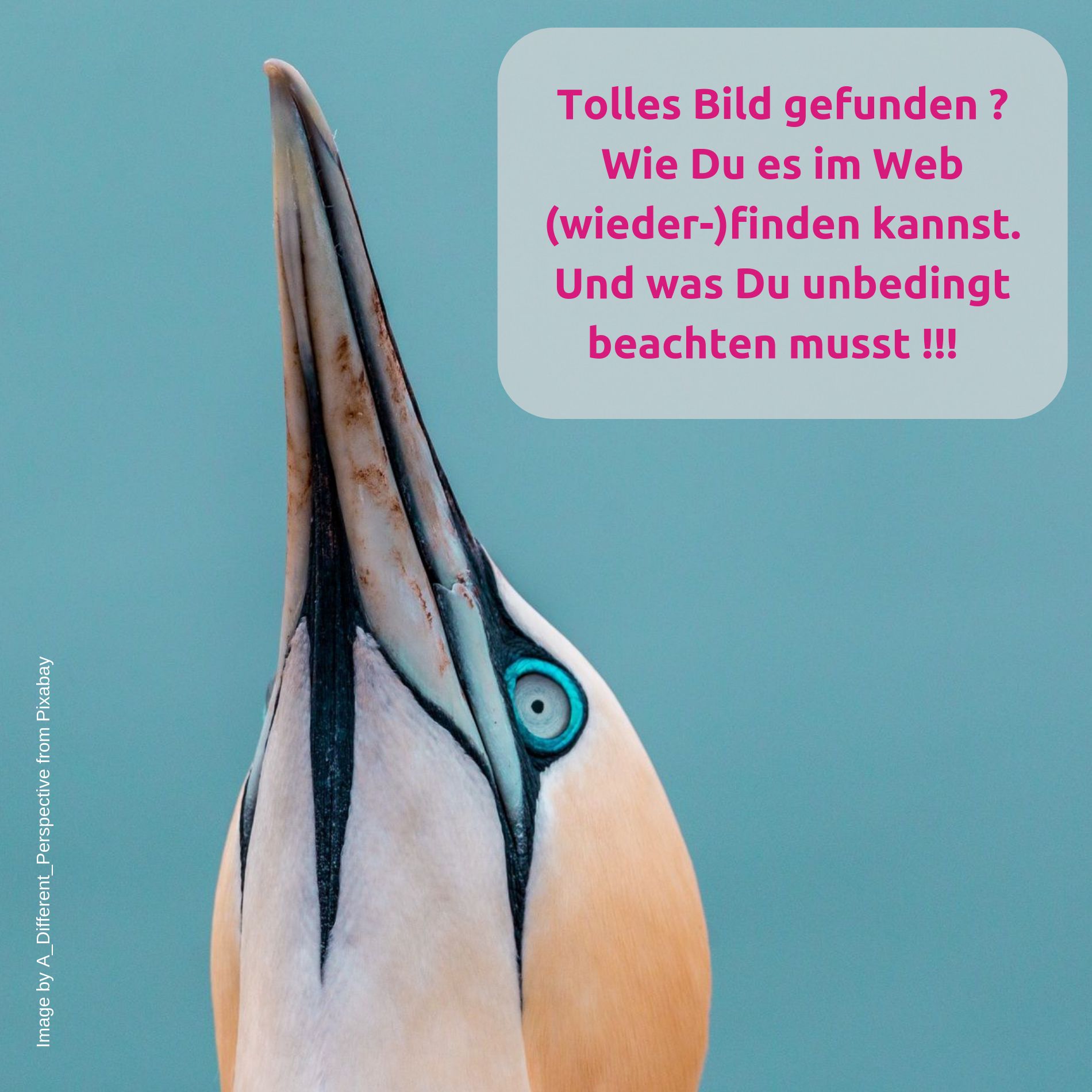 Wie Du ein Bild im Web finden kannst. Und was Du dann unbedingt ...